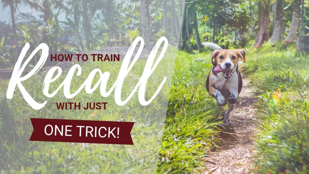 How To Train Your Dog To Come: One Game To Transform Your Recall ...