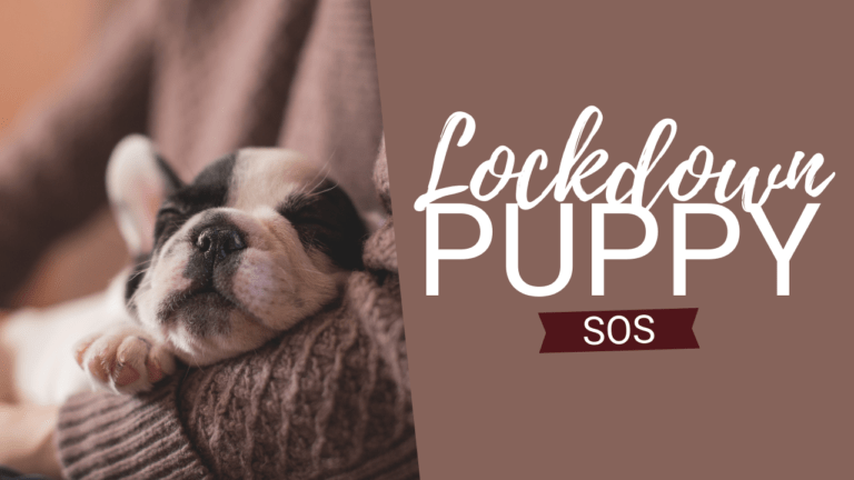 Your Lockdown Puppy: Three Things You Need to Know – Listen Dog Training