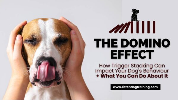 The Domino Effect: How Trigger Stacking Can Impact Your Dog’s Behaviour ...
